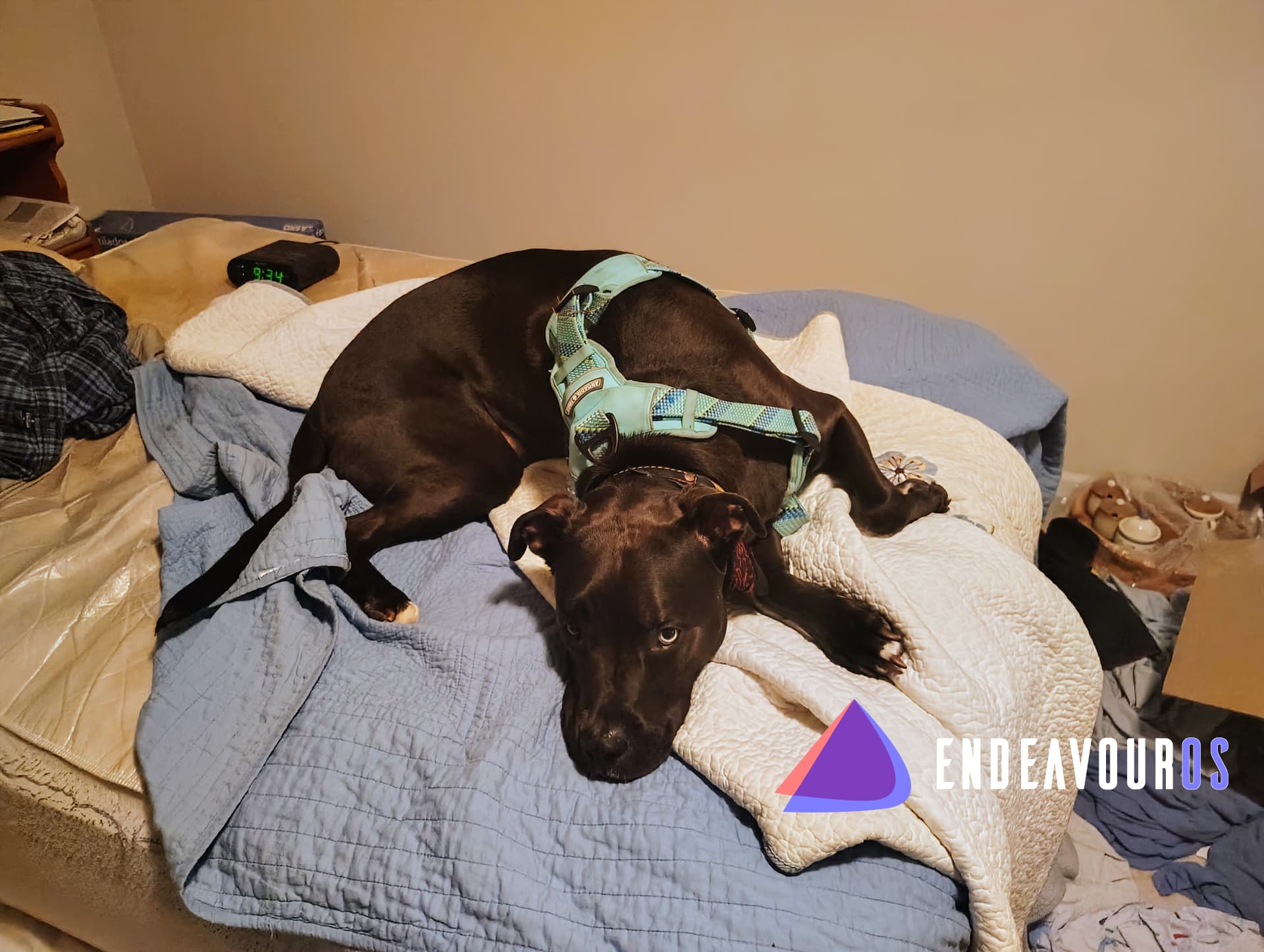 White-Wolf-EOS-X-Wallpaperz - Wallpaper art - EndeavourOS